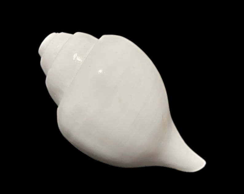 Conch Shell Horn I Beautiful Plain White Sanka I Instrumental Trumpet ...