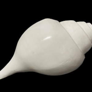 Conch Shell Horn I Beautiful Plain White Sanka I Instrumental Trumpet ...