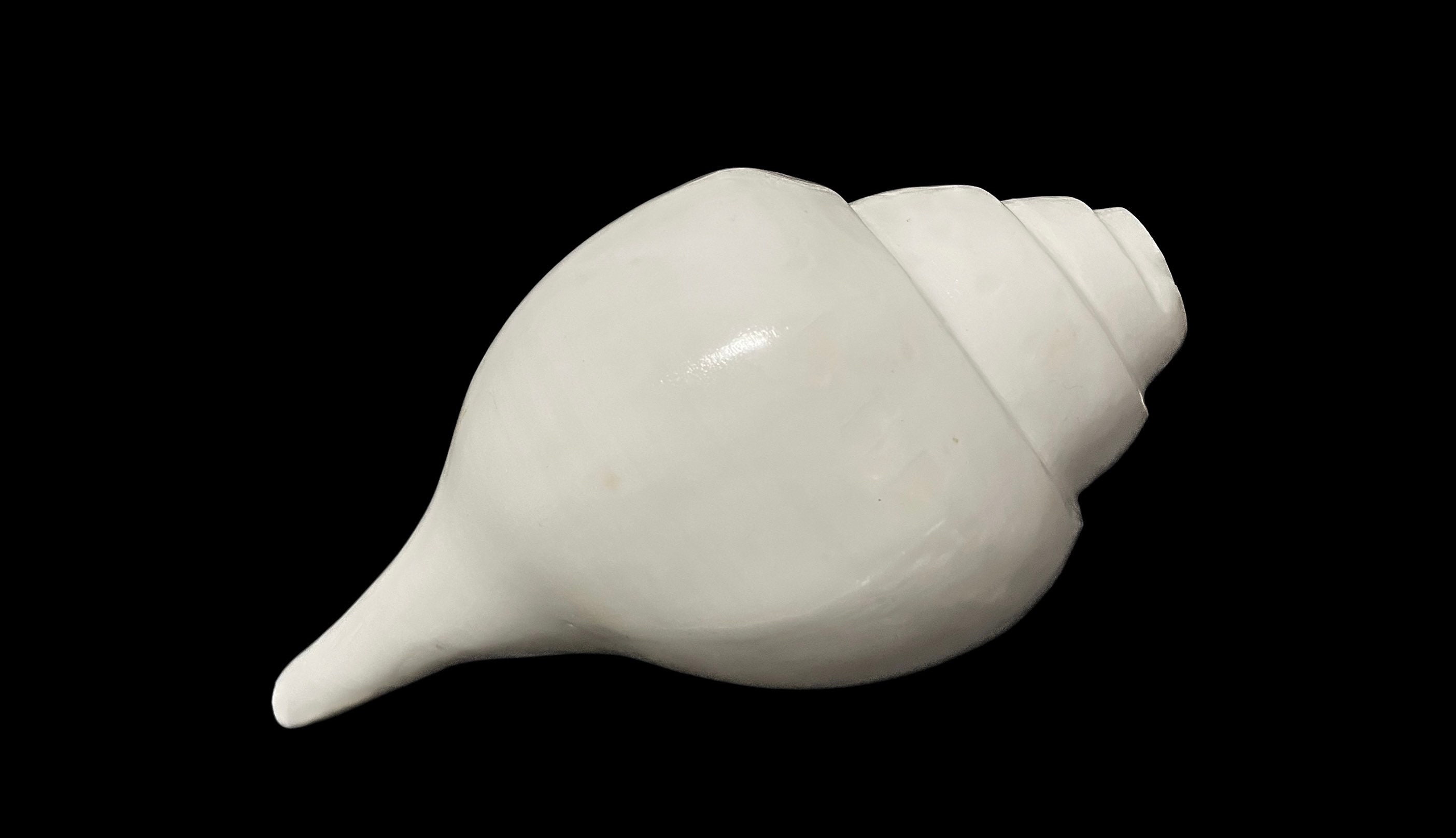 Conch Shell Horn I Beautiful Plain White Sanka I Instrumental Trumpet ...