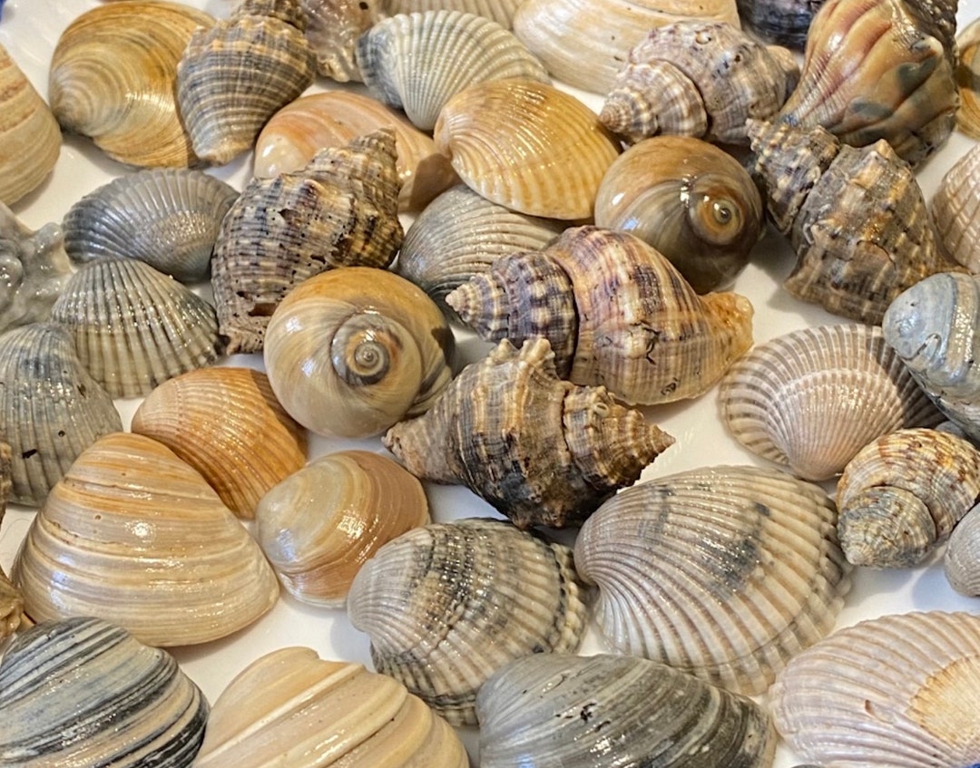 Handpicked Variety of Natural Seashells (small, Medium, Large, Mix ...