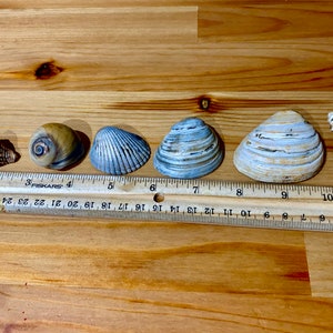 Handpicked Variety of Natural Seashells (small, Medium, Large, Mix ...