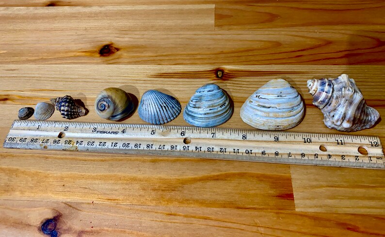 Handpicked Variety of Natural Seashells (small, Medium, Large, Mix ...