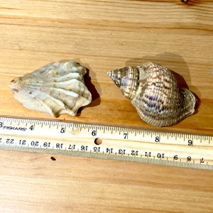 Handpicked Variety of Natural Seashells (small, Medium, Large, Mix ...