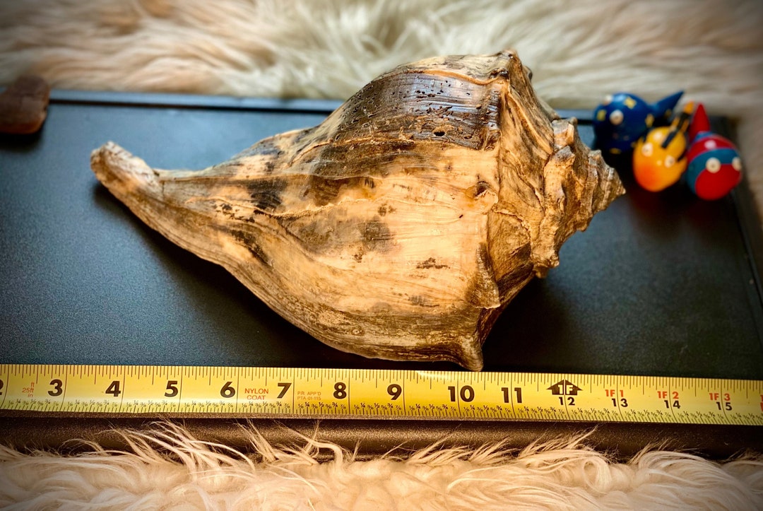 Rare Vintage Large Dark Whelk Seashell Vibrant Colors 10 In.+ - Etsy