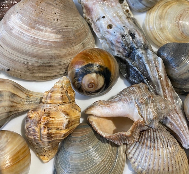 Handpicked Variety of Natural Seashells (small, Medium, Large, Mix ...