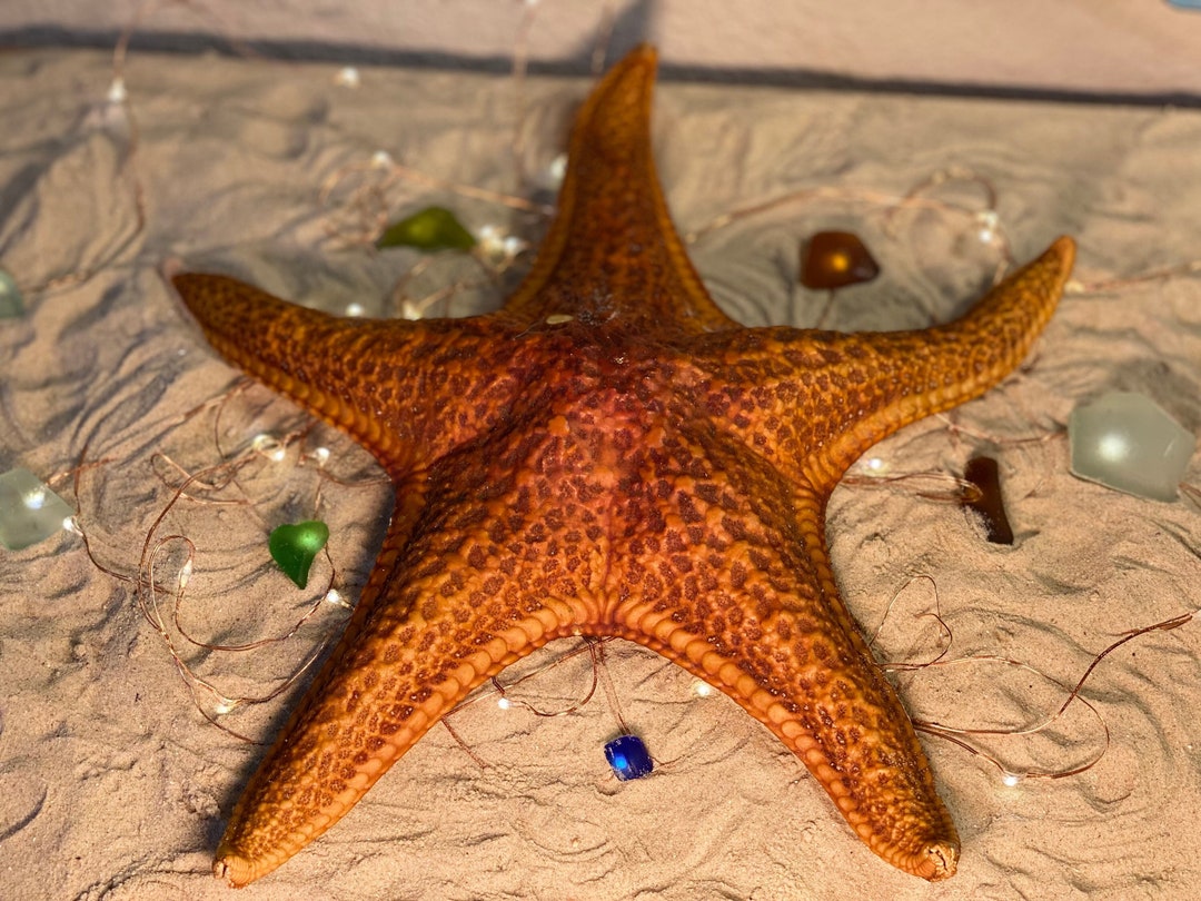 Ultra Rare Vintage Leather Starfish Beautiful Vibrant Colors Museum ...