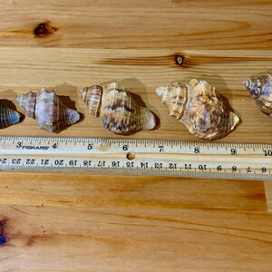 Handpicked Variety of Natural Seashells (small, Medium, Large, Mix ...