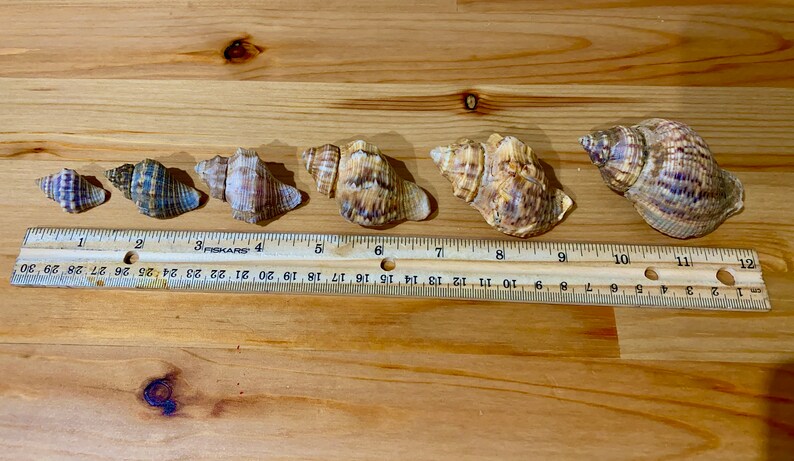 Handpicked Variety of Natural Seashells (small, Medium, Large, Mix ...