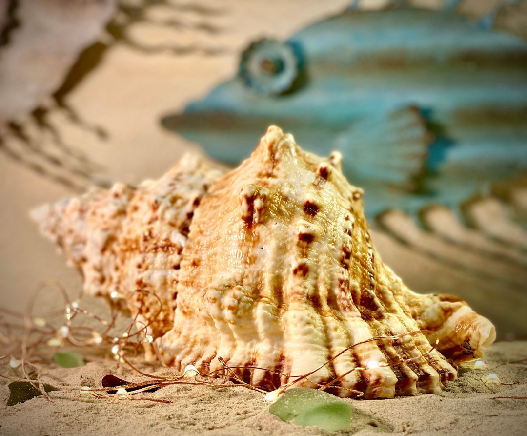 Rare Vintage Large Frog Conch Beautiful Vibrant Colors Museum Quality 9 ...