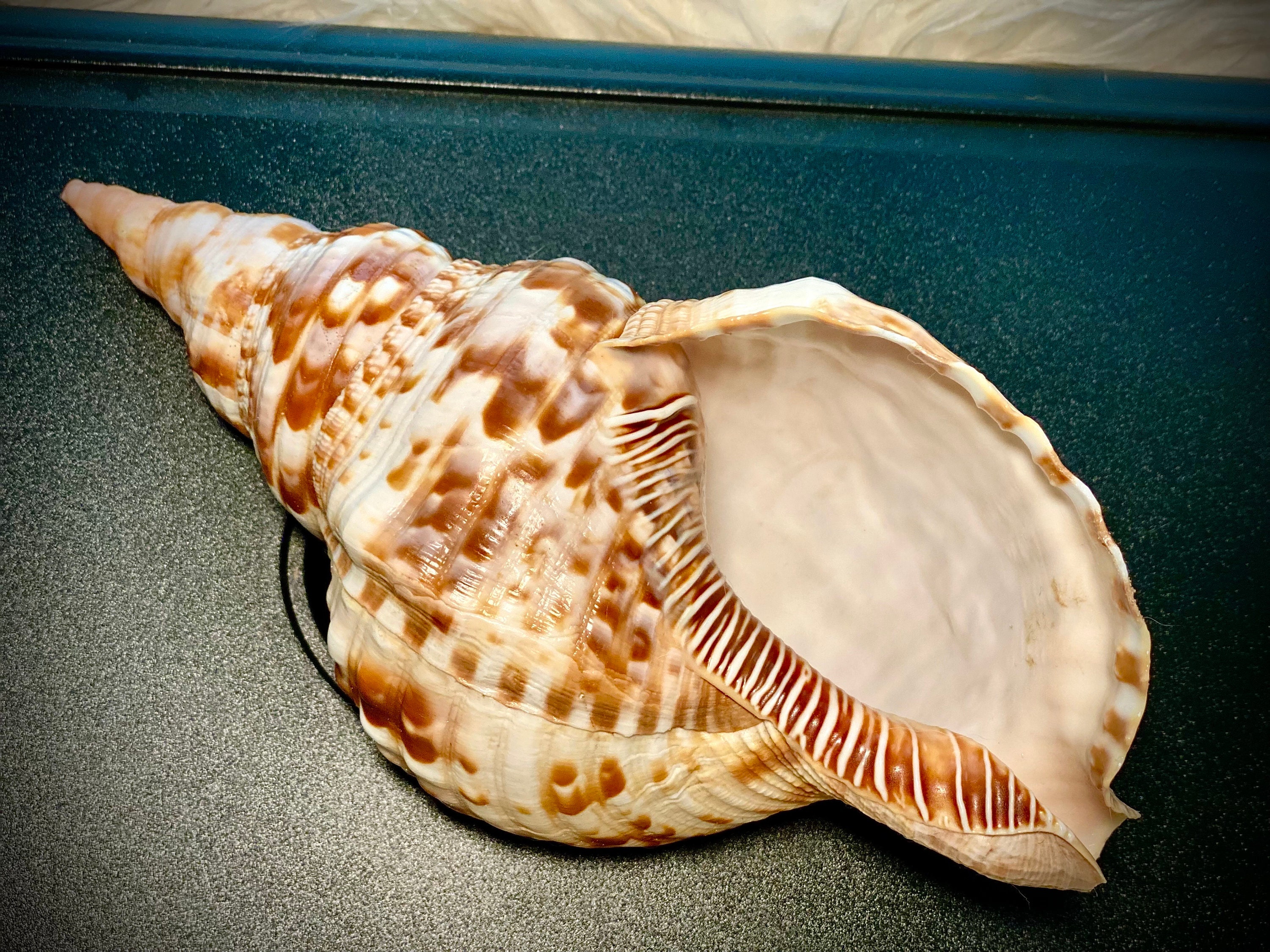 Rare Vintage Triton Trumpet Shell 8.5 In. Beautiful Colors Flawless ...