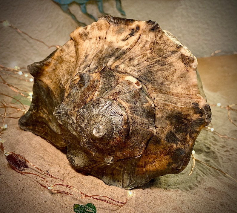 Rare Vintage Large Dark Whelk Seashell Vibrant Colors 10 In.+ - Etsy
