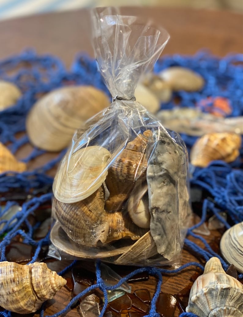 Handpicked Variety of Natural Seashells (small, Medium, Large, Mix ...