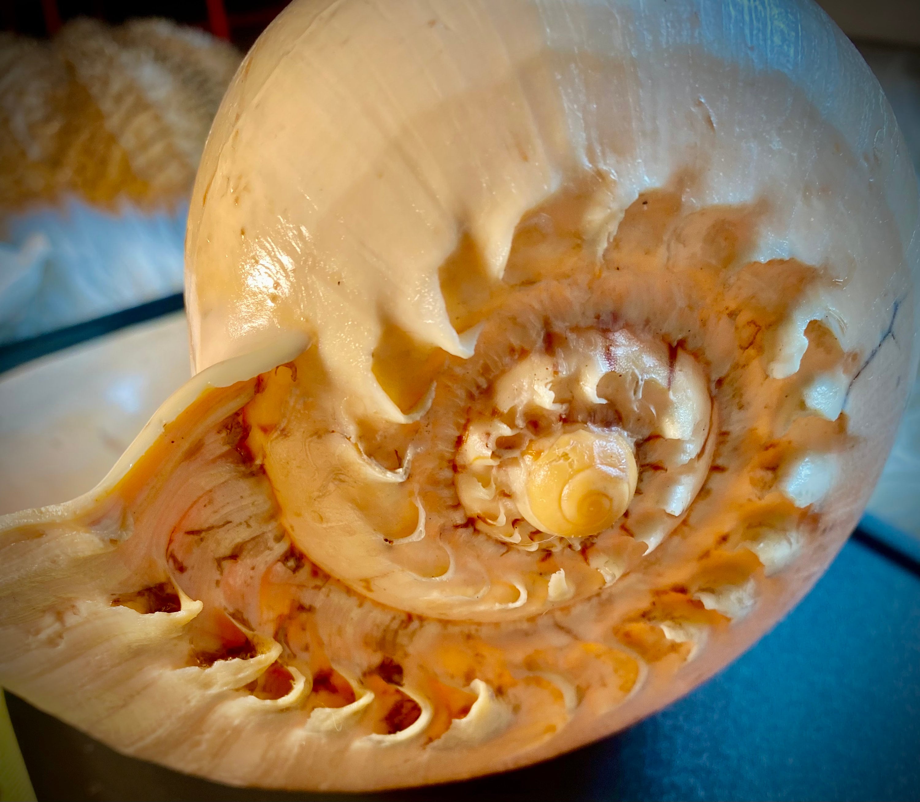 Rare Vintage Crowned Baler Melon Shell 9”+ Museum Quality - Etsy