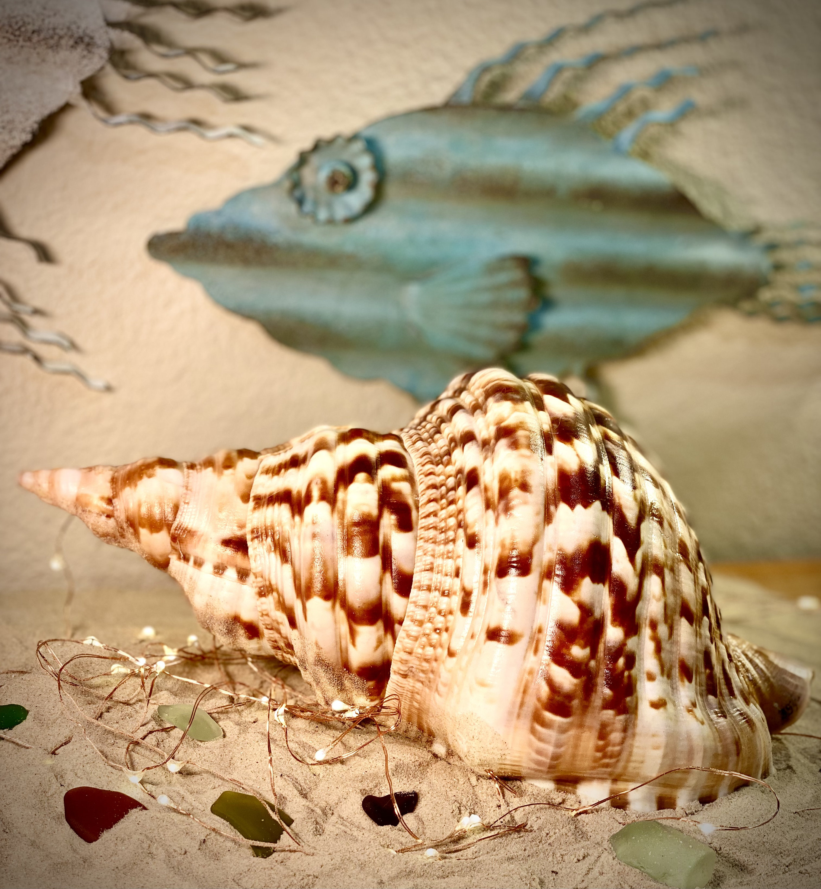 Rare Vintage Triton Trumpet Shell Beautiful Colors Flawless Condition ...