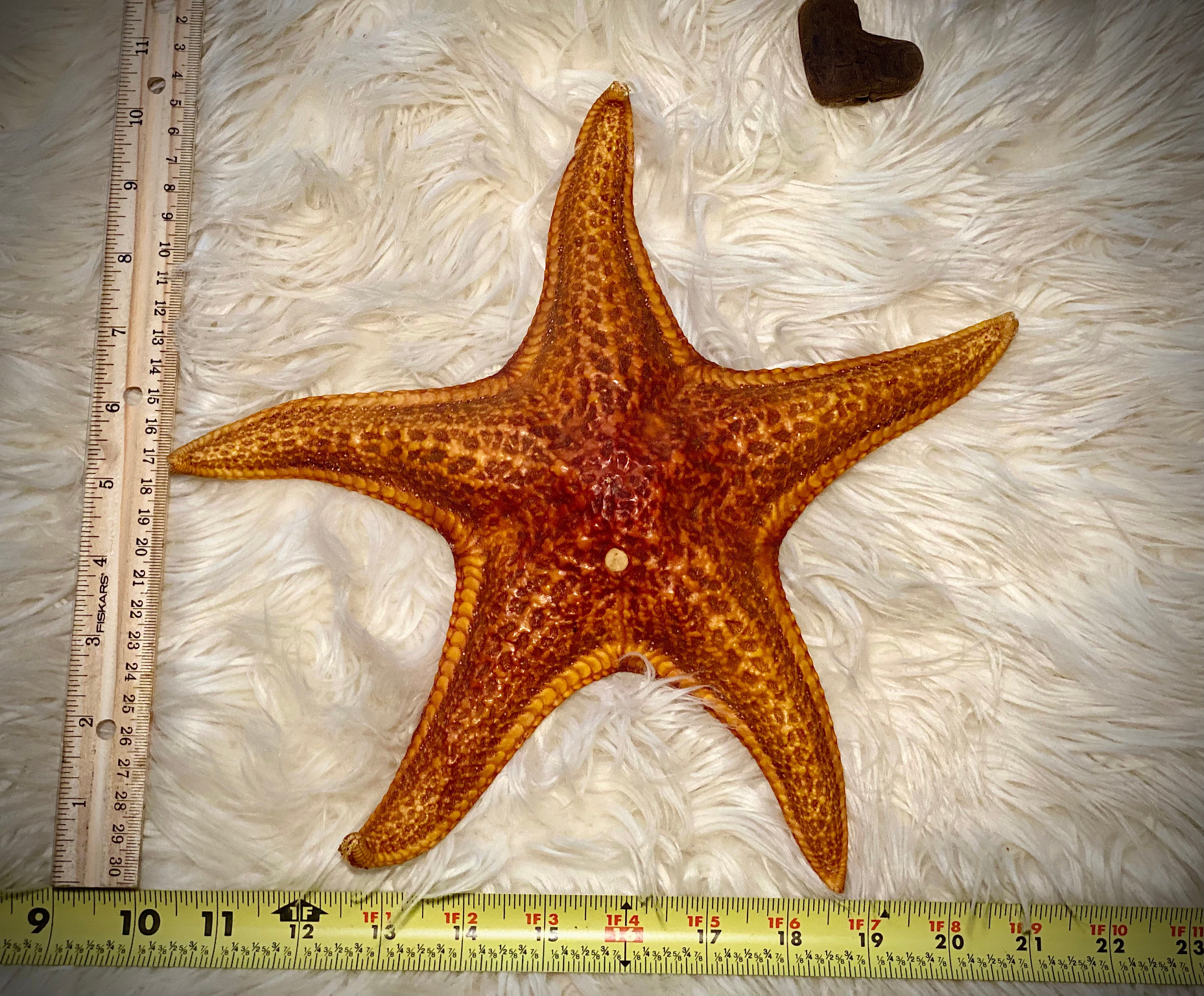 Ultra Rare Vintage Leather Starfish Beautiful Vibrant Colors Museum ...