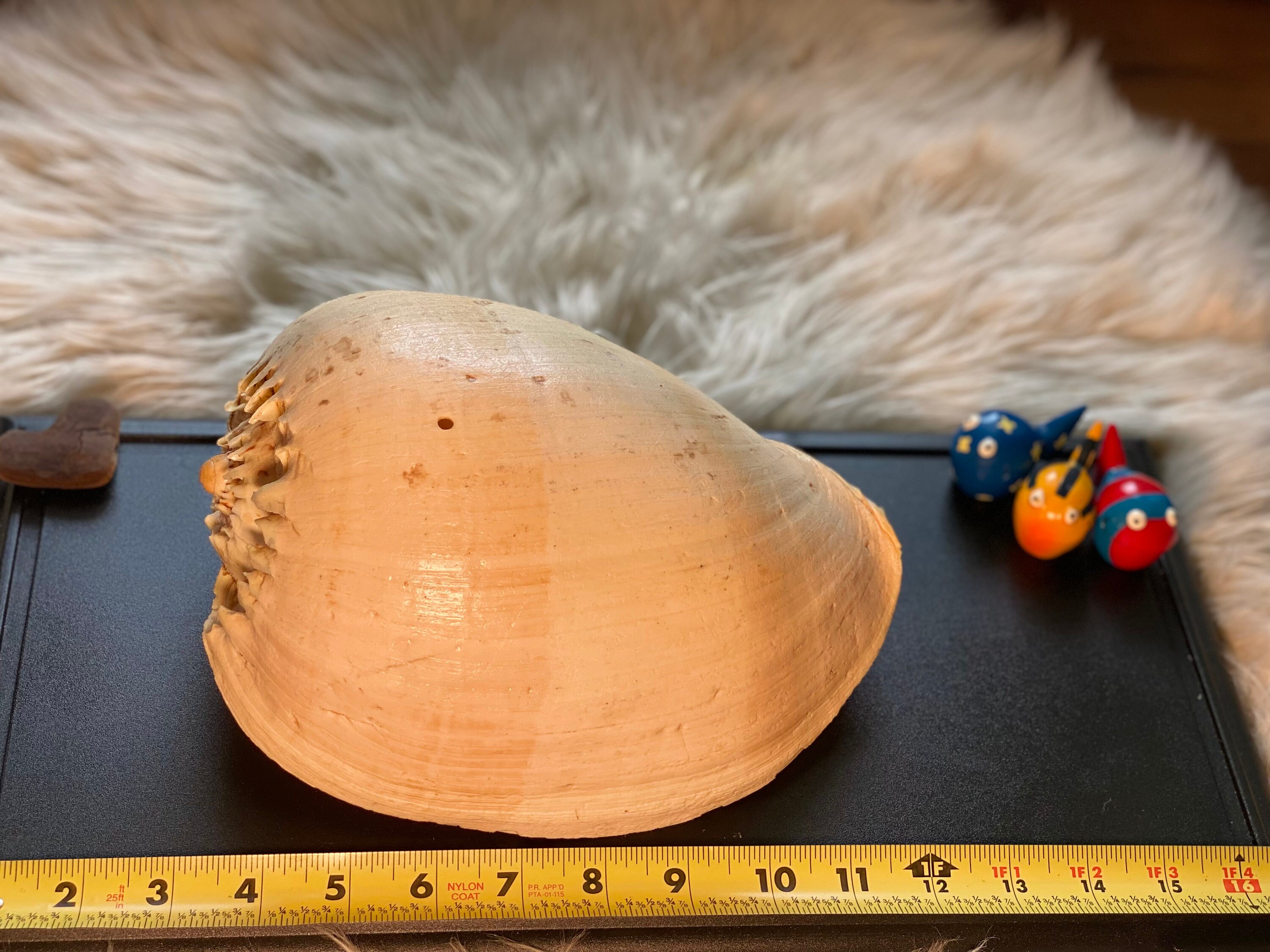 Rare Vintage Crowned Baler Melon Shell 9”+ Museum Quality - Etsy