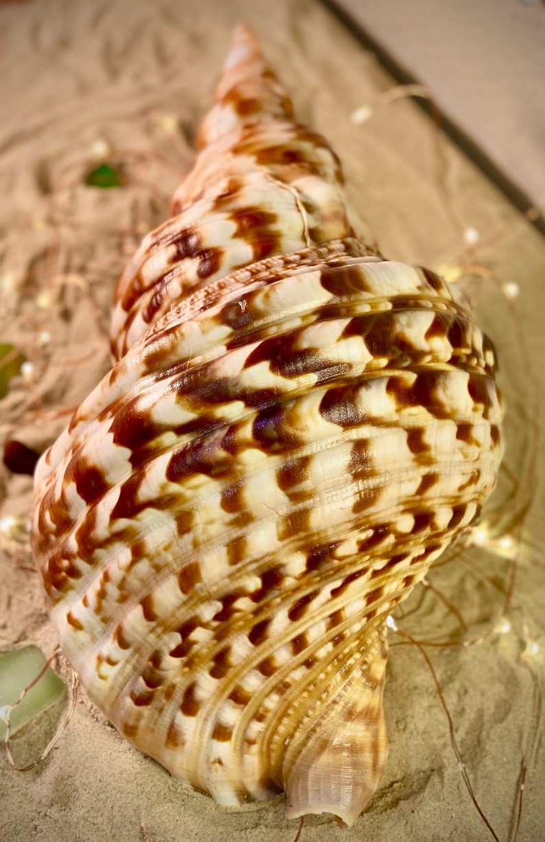 Rare Vintage Triton Trumpet Shell Beautiful Colors Flawless - Etsy