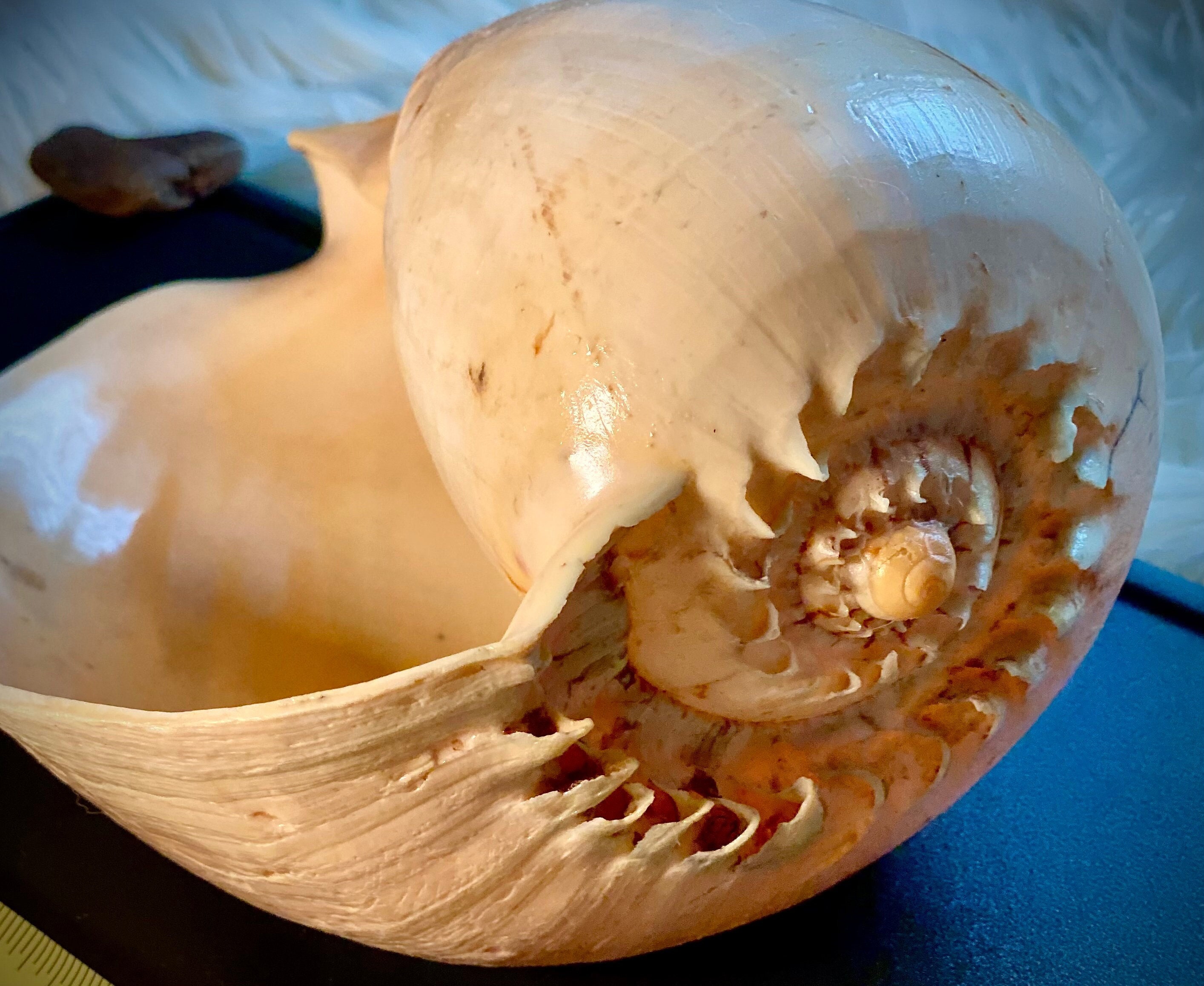 Rare Vintage Crowned Baler Melon Shell 9”+ Museum Quality - Etsy