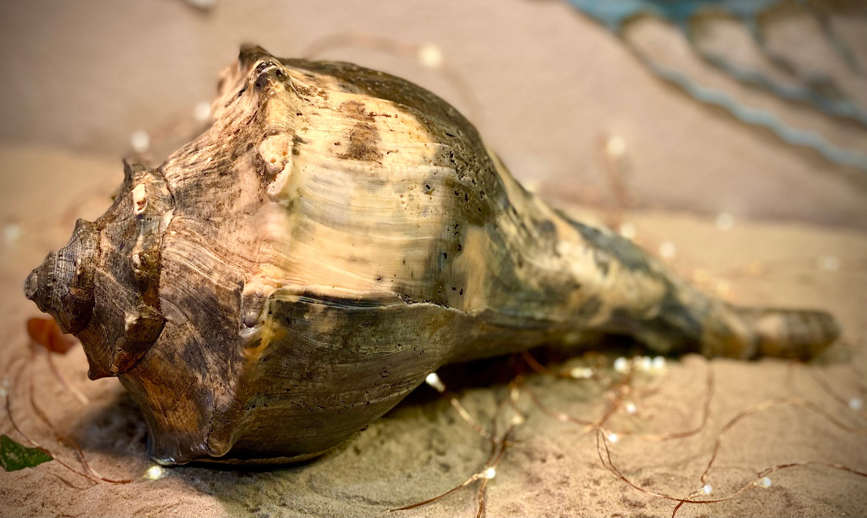 Rare Vintage Large Dark Whelk Seashell Vibrant Colors 10 In.+ - Etsy