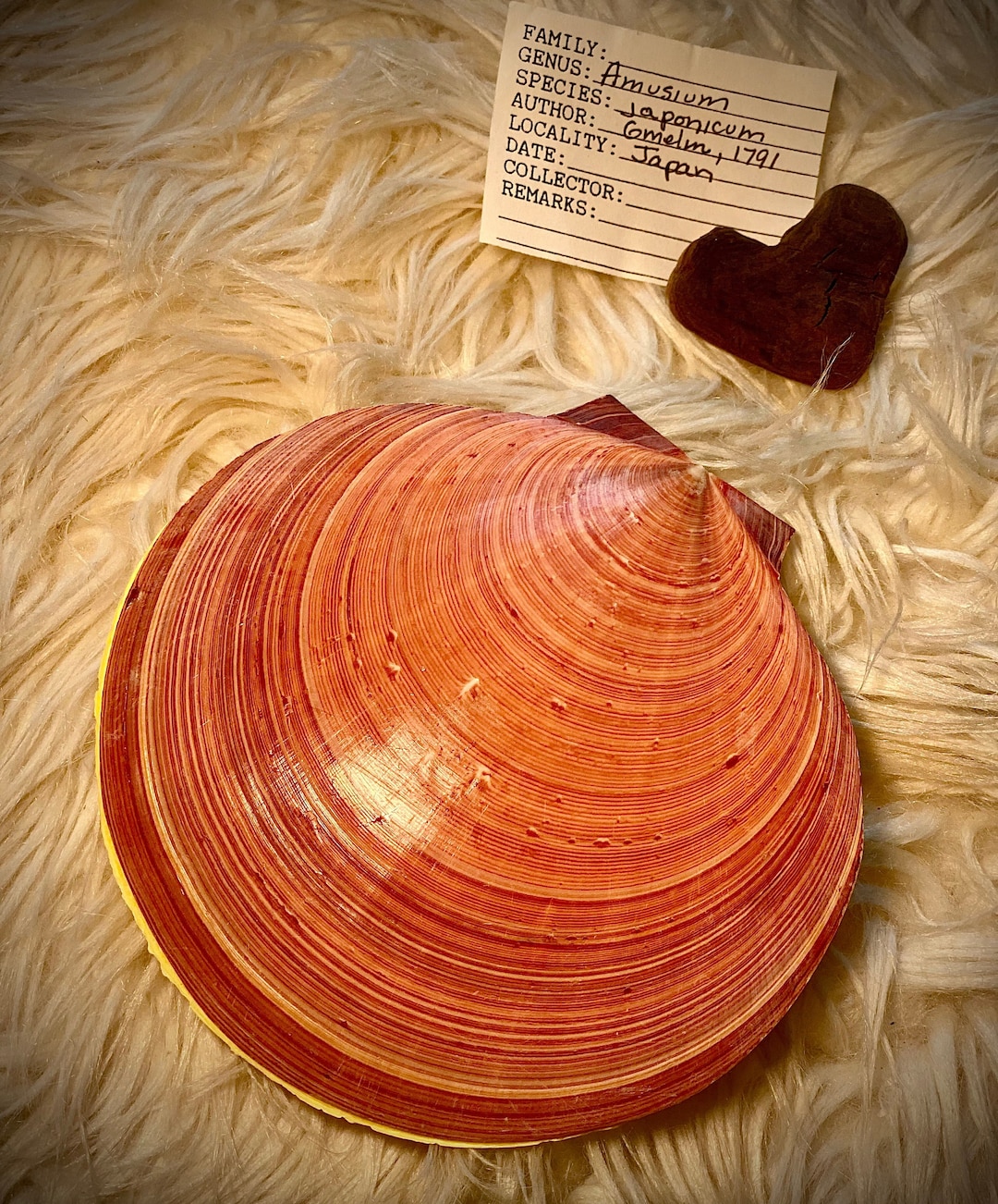 Rare Vintage Japanese Saucer Scallop (amusium Japonicum) Beautiful ...