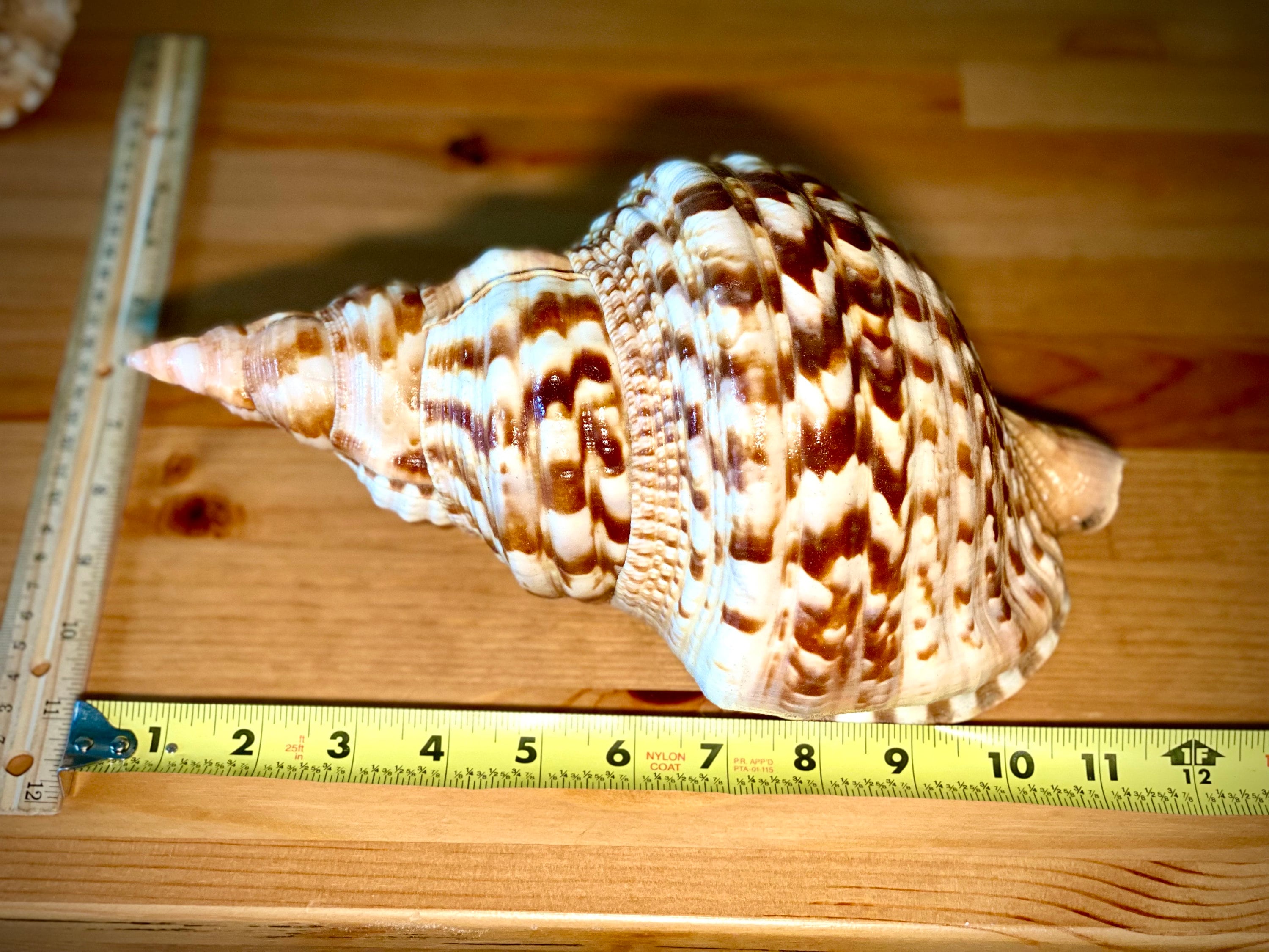 Rare Vintage Triton Trumpet Shell Beautiful Colors Flawless Condition ...