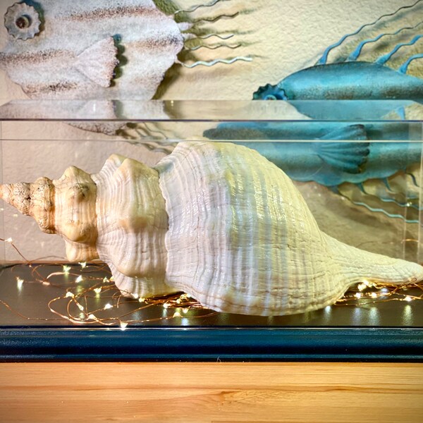 Conch Seashell - Etsy