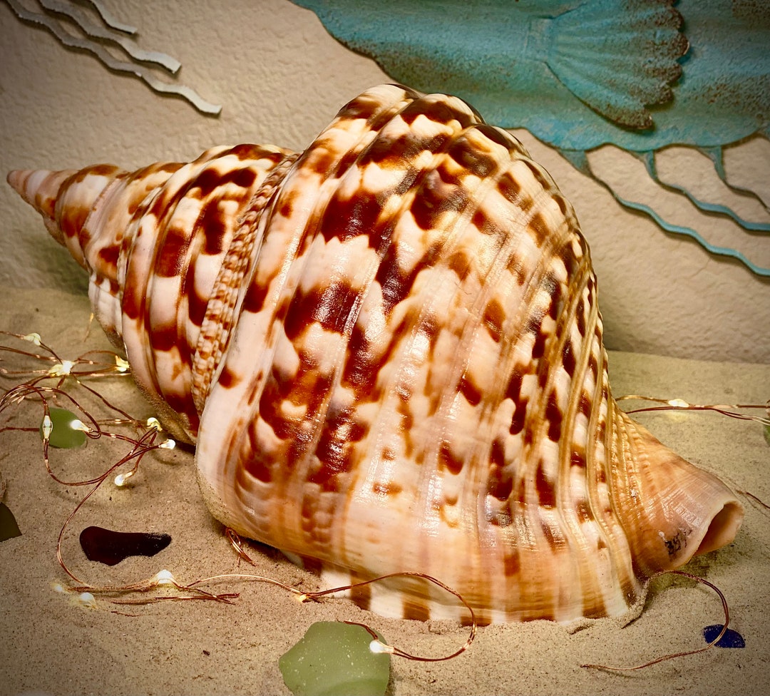 Rare Vintage Triton Trumpet Shell Beautiful Colors Flawless Condition ...