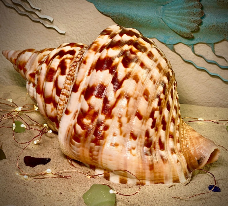 Rare Vintage Triton Trumpet Shell Beautiful Colors Flawless - Etsy