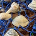 Handpicked Variety of Natural Seashells (small, Medium, Large, Mix ...