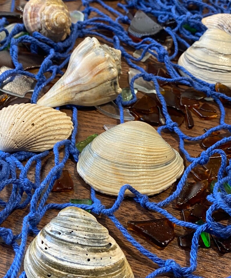 Handpicked Variety of Natural Seashells (small, Medium, Large, Mix ...