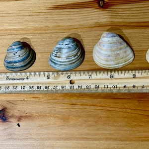 Handpicked Variety of Natural Seashells (small, Medium, Large, Mix ...