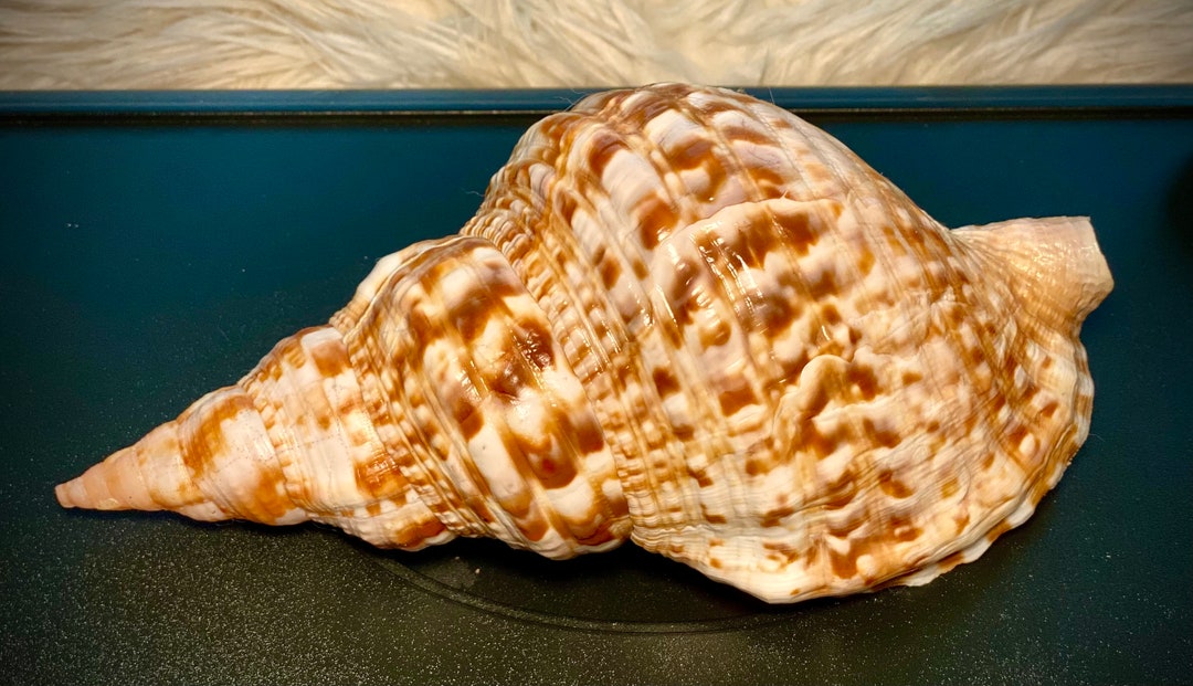 Rare Vintage Triton Trumpet Shell 8.5 In. Beautiful Colors Flawless ...