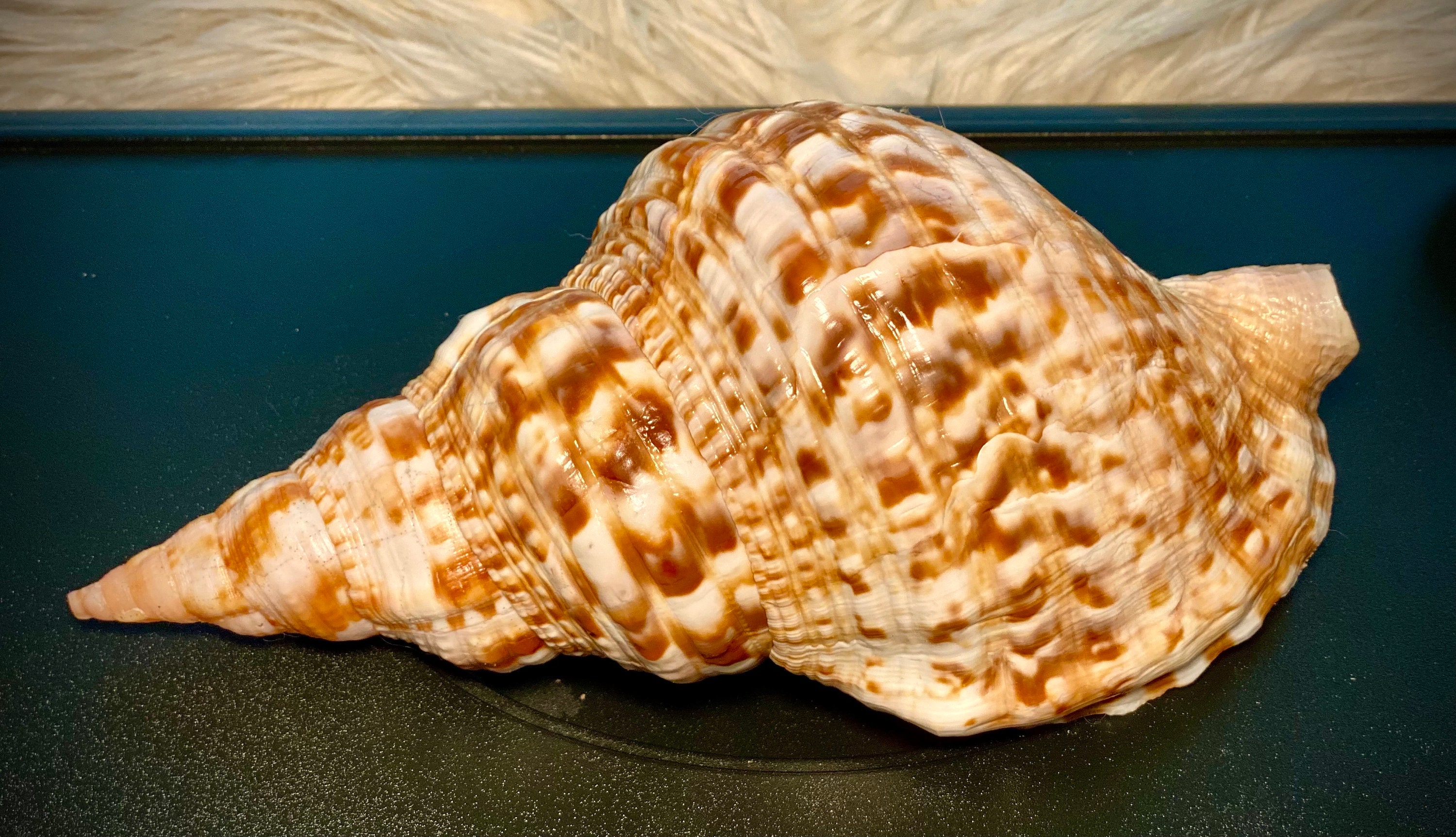 Rare Vintage Triton Trumpet Shell 8.5 In. Beautiful Colors Flawless ...