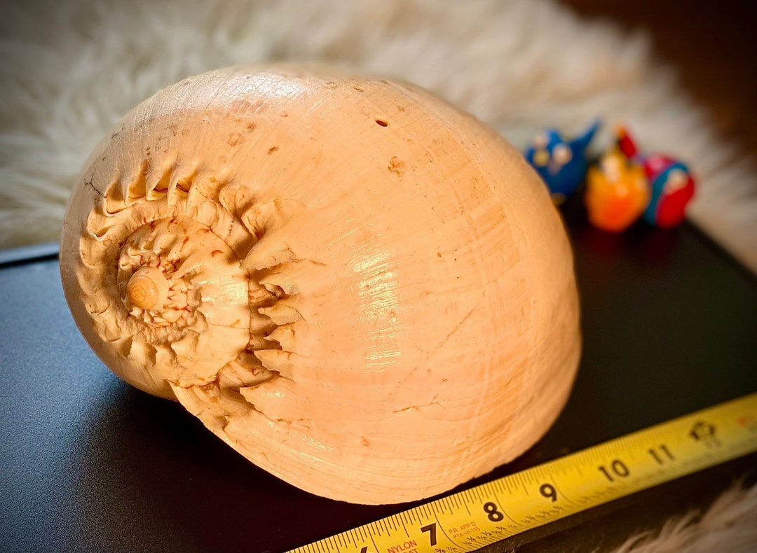 Rare Vintage Crowned Baler Melon Shell 9”+ Museum Quality - Etsy