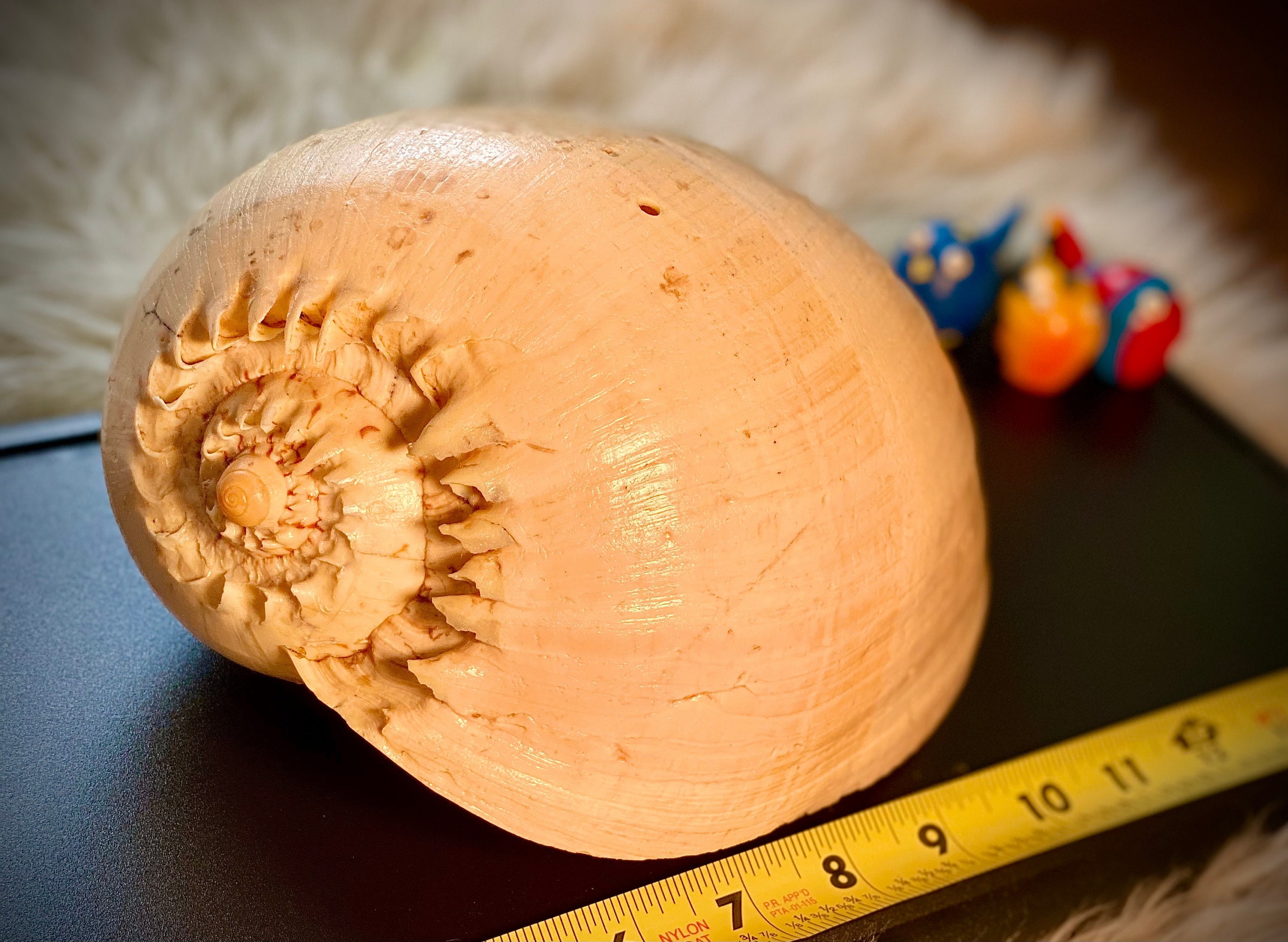 Rare Vintage Crowned Baler Melon Shell 9”+ Museum Quality - Etsy