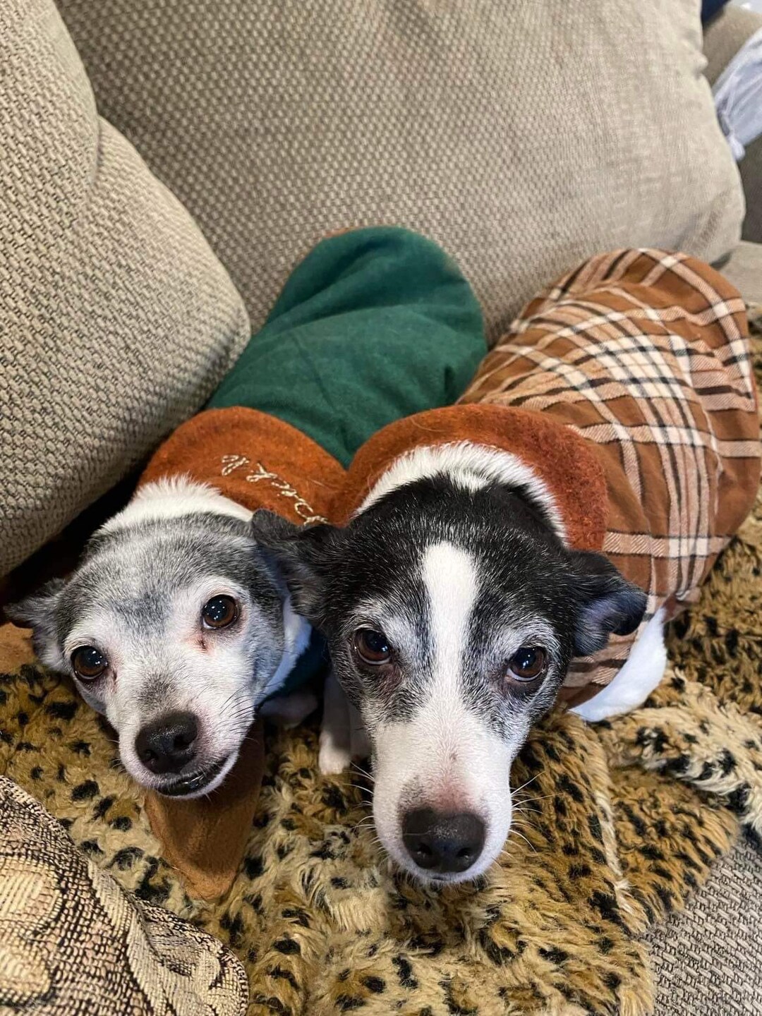 Custom Dog Clothing Made to Order Pet Clothes - Etsy