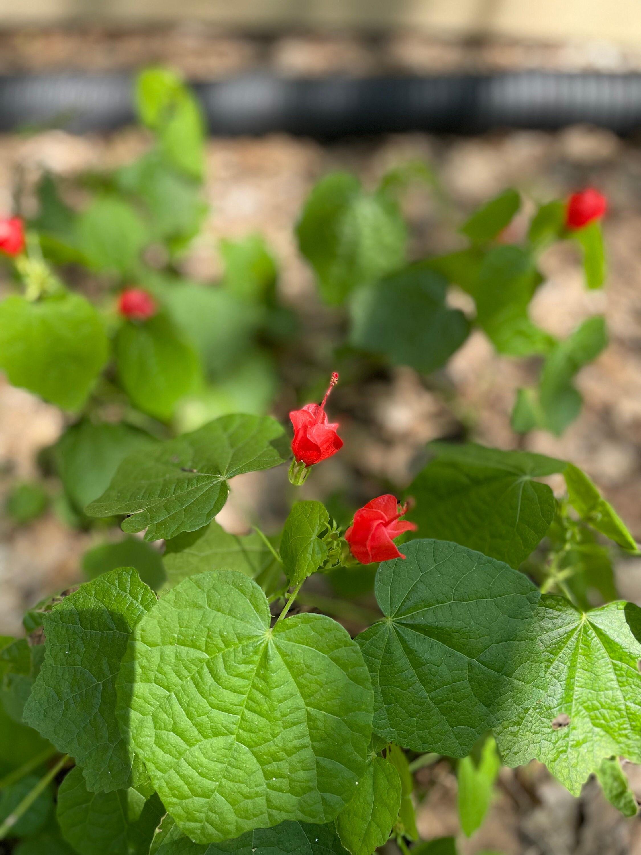 Red Turks Cap Flowering Perennial Shrub, Texas Grown, 5 Cuttings - Etsy