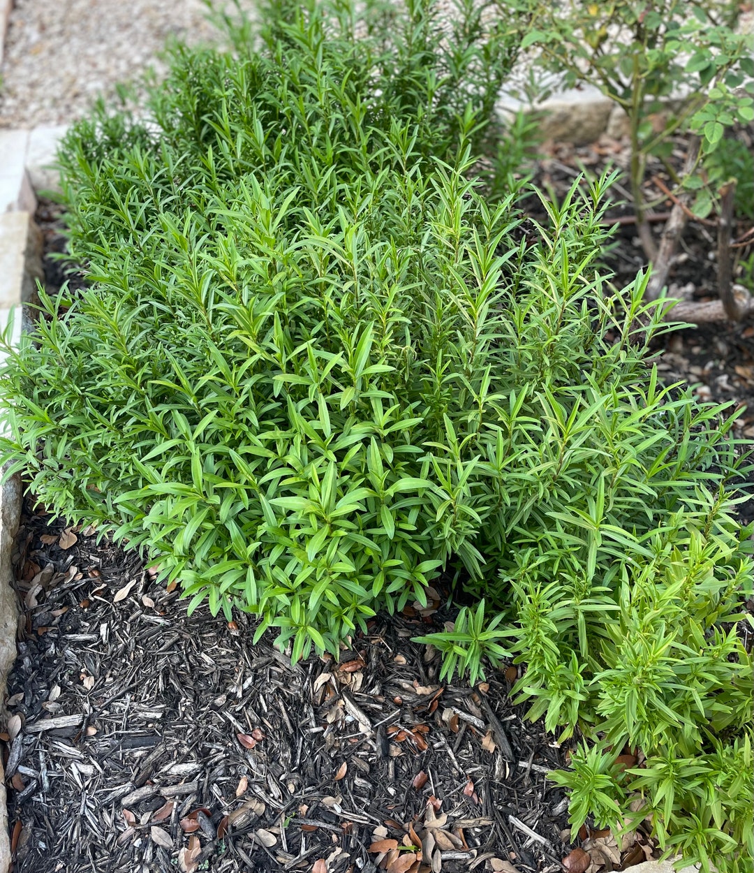Texas Tarragon Culinary Herb, Aka Mexican Marigold Mint, Texas Grown ...