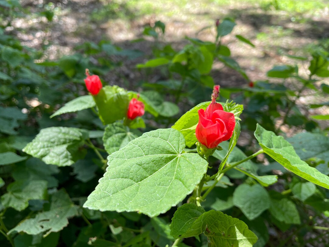 Red Turks Cap Flowering Perennial Shrub, Texas Grown, 5 Cuttings - Etsy