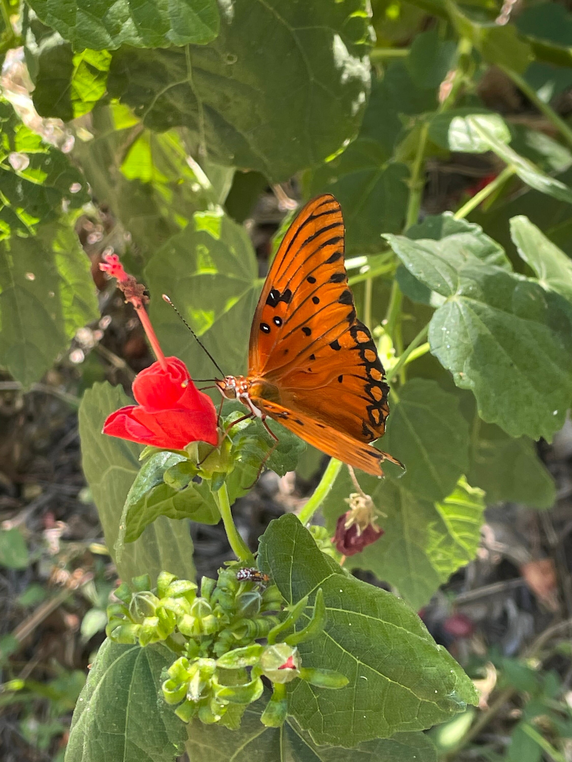Red Turks Cap Flowering Perennial Shrub, Texas Grown, 5 Cuttings - Etsy