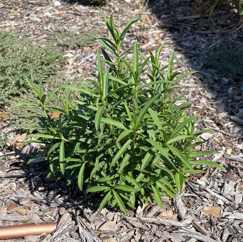 Texas Tarragon Culinary Herb, Aka Mexican Marigold Mint, Texas Grown ...