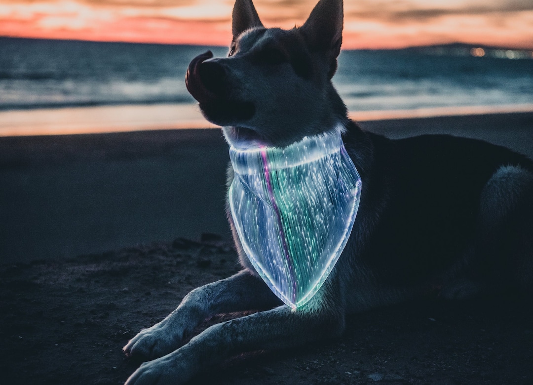 Light up Dog Bandana - Rechargeable LED Fiber Optic 7 Colors - Etsy