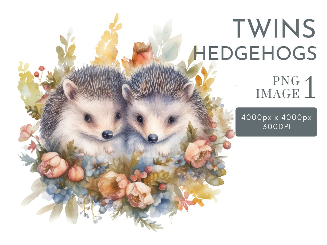 Twin Hedgehogs Watercolor Clipart PNG, Forest Animals Clipart, Nursery ...