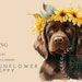 Sunflower Puppy Watercolor Clipart PNG, Pets Animals Clipart, Nursery ...
