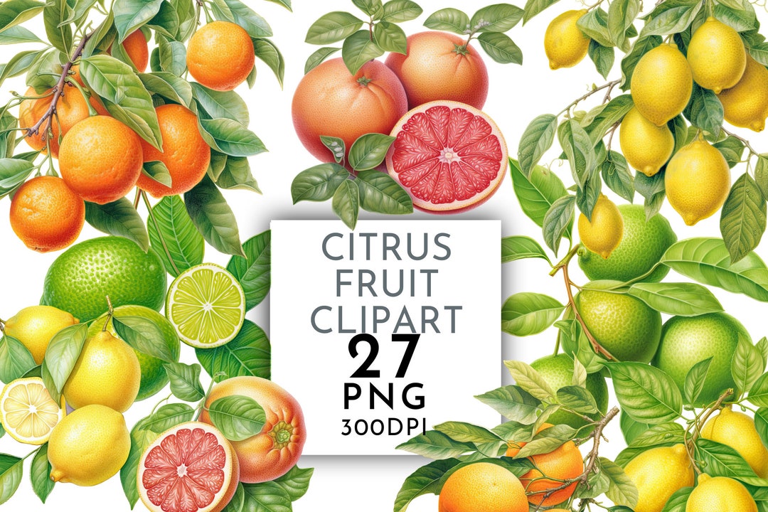 Watercolor Citrus Clipart PNG Bundle , Lemons Oranges Limes Grapefruit ...