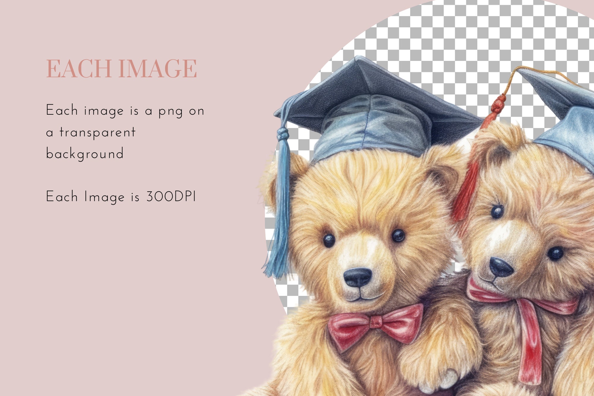 Graduation Teddy Bear Watercolor Clipart PNG Graduation - Etsy