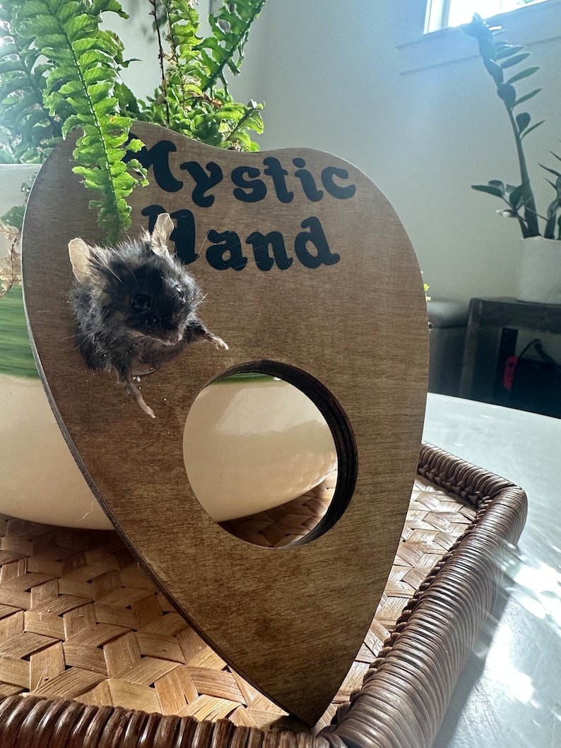 Handmade Taxidermy Mouse Head - Etsy