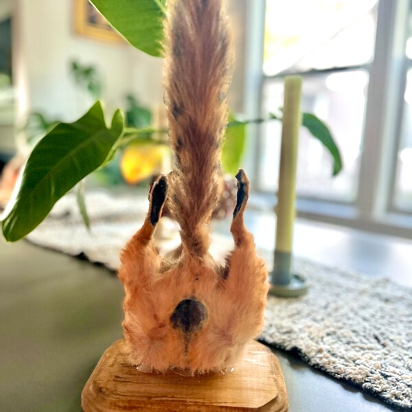 Taxidermy Squirrel Pouch - Etsy