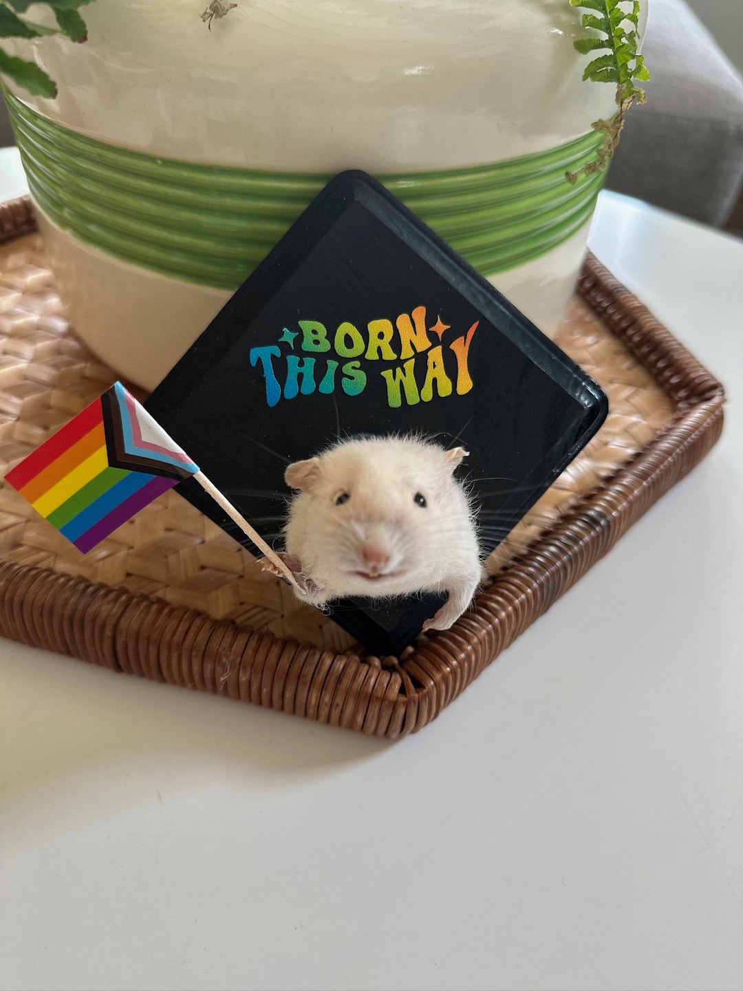 PRIDE Mount Taxidermy Rat Head Mount - Etsy