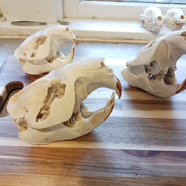 Beaver Skull - Etsy